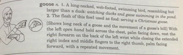 birds | Jen in the Library